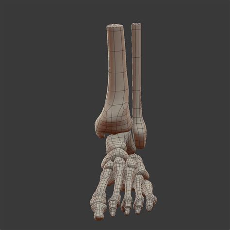 Скелет стопы 3d Модель 10 3ds Blend Dae Fbx Obj Free3d
