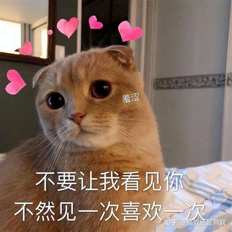 猫咪把你当 亲妈”的现象，如果全中，那它深深爱着你 知乎