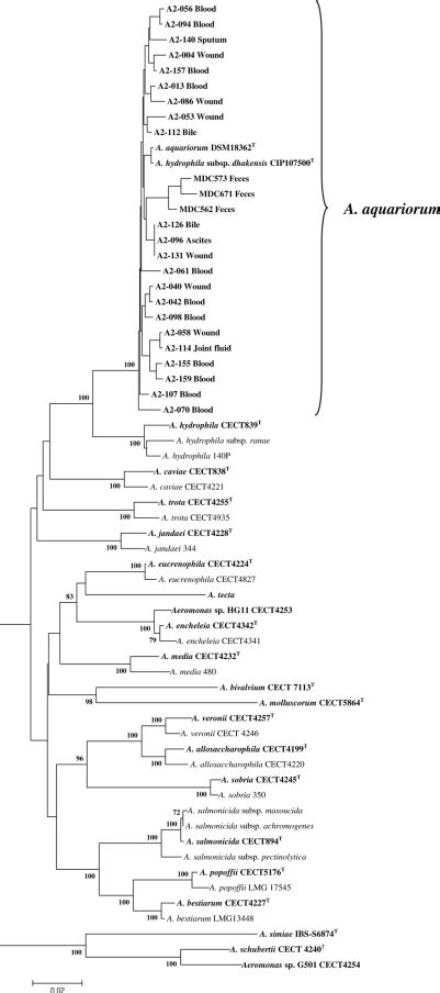 Clinical Relevance Of The Recently Described Species Aeromonas