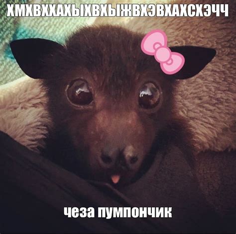 Создать мем летучая мышь маленькая летучая мышь милая детёныш