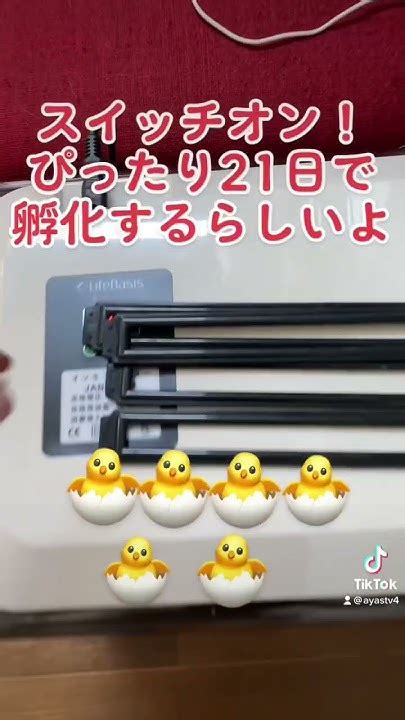 ニワトリを卵から育てるニワトリ ひよこ 卵孵化 田舎暮らし 沖縄離島暮らし 伊計島 メダカのいる暮らし Shorts
