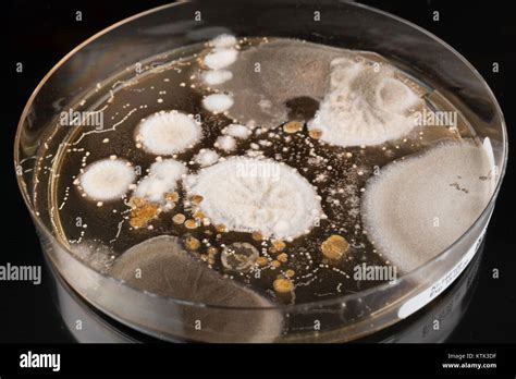 Scientist Growing Bacteria In Petri Dishes On Agar Gel As A 54 Off