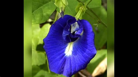 Flowers Used To Prepare Drinks පාන වර්ග සැකසීම සදහා ගනු ලබන මල් Youtube