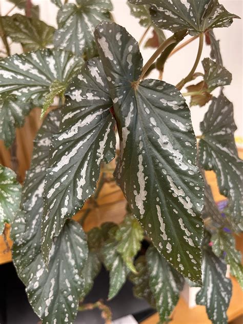 What Variety Is This Begonia R Plantidentification