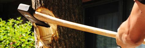 365 Things In 365 Days Blog Archive 154 Cut Down A Tree With An Axe