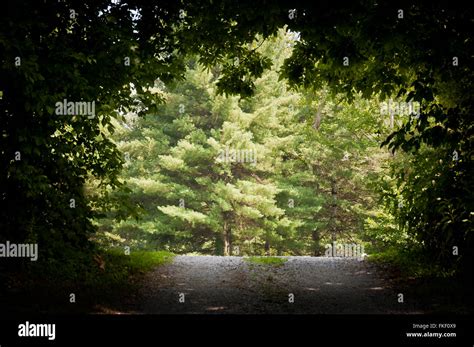 Canopy Pathway Hi Res Stock Photography And Images Alamy
