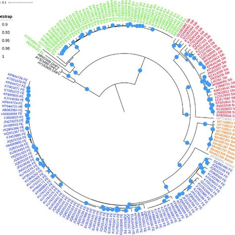 Reconstructed Maximum Likelihood Whole Genome Phylogeny For Tbev