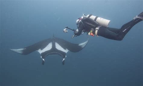 Las Mantarrayas Están Entre La Admiración Mundial Y El Ceviche Peruano