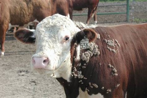 Three Common Summer Cattle Diseases Msu Extension
