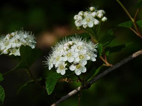 Physocarpus Opulifolius Var Intermedius