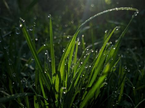 Grass Wet Images Free Download On Freepik