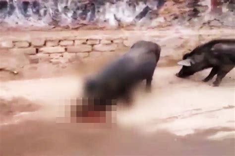 World News Breaking Stories Comment Analysis And Debate Mirror Online