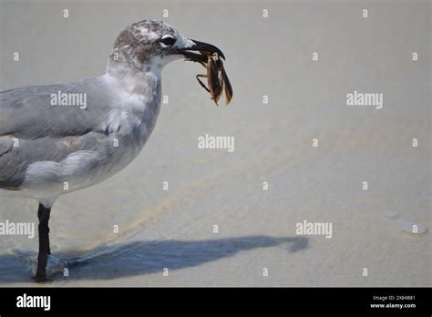 A Laughing Gull Feasts A Giant Water Bug The Bug Escaped Several Times