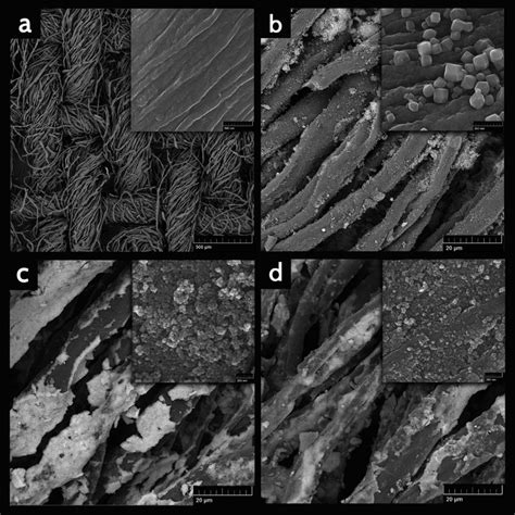 Field Emission Scanning Electron Microscopy Fe Sem Micrographs Of A