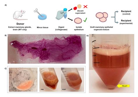 Rat Mammary Epithelial Cell Transplantation Into The Interscapular