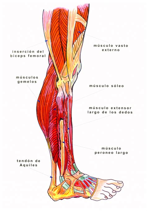 Anatomía de los músculos de las piernas la guía definitiva La Guía