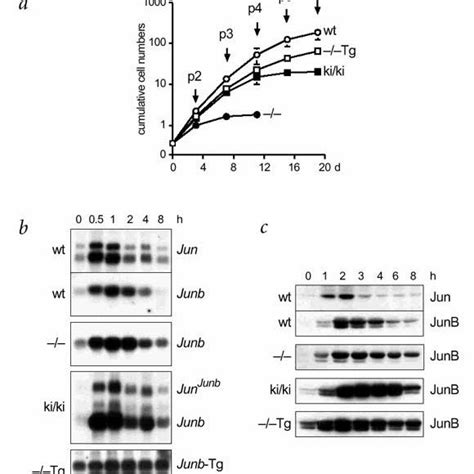 Rescue Of Jun Embryonic Lethality By Junb A With Two Copies Of The