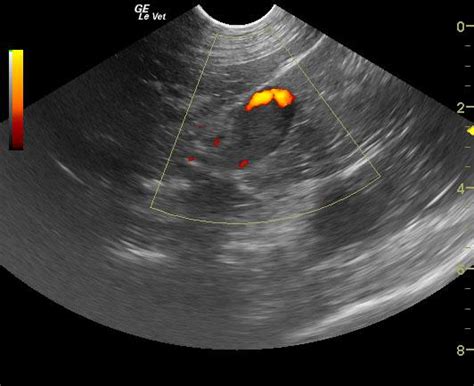 Adrenal Mass With Caval Invasion In A 13 Year Old Fs Dsh Cat Members