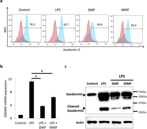 Dmf Or Mmf Treatment Inhibits Lps Activated Expression And Activation