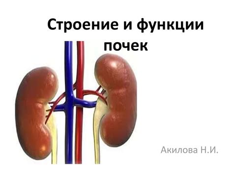 Строение и функции почек презентация онлайн
