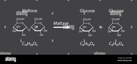 Maltase Enzyme Effect On Maltose Sugar Molecule Maltose Hydrolysis
