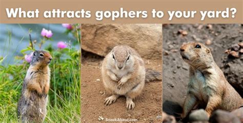 Does Bubble Gum Kill Gophers Gopher Pest Control Facts