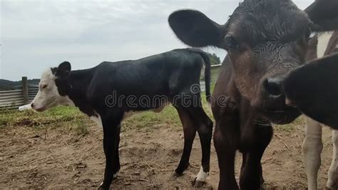 Cows Calves And Bulls On A Milk Farm Milking And Feeding Process