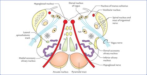 Stria Medullaris Medulla Oblongata
