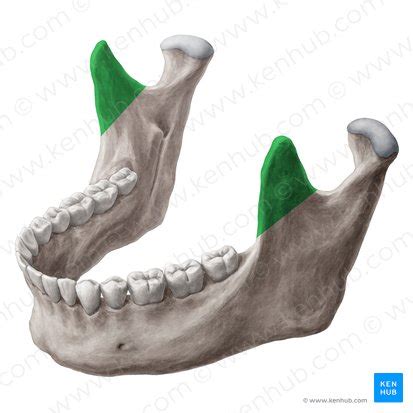 La Mandibule Anatomie Structure Et Fonction Kenhub