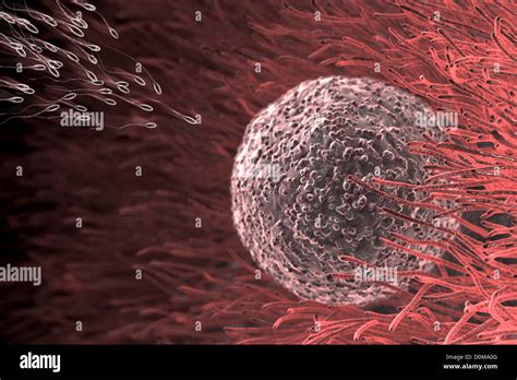 Sperm Approaching An Ovum Before Conception Stock Photo Alamy