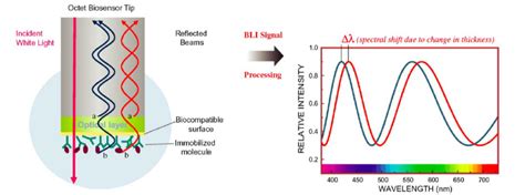 An Optical Fiber Used For Bio Layer Interferometry And A Typical