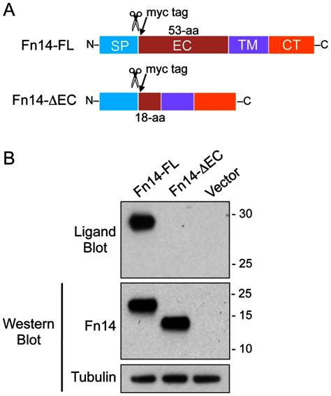 A Schematic Representation Of The Expression Constructs Encoding The Download Scientific