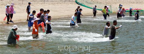 함평군 돌머리 해수욕장 뱀장어 잡기 체험 오세요~