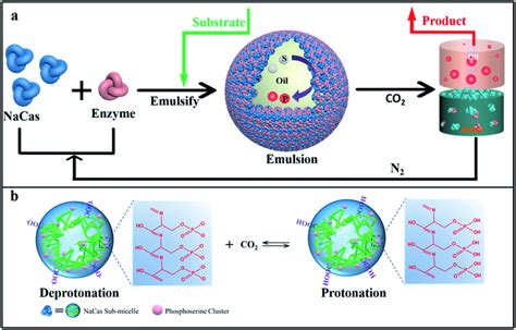 A Schematic Illustration Of Recycled Emulsion Biocatalysis Using A
