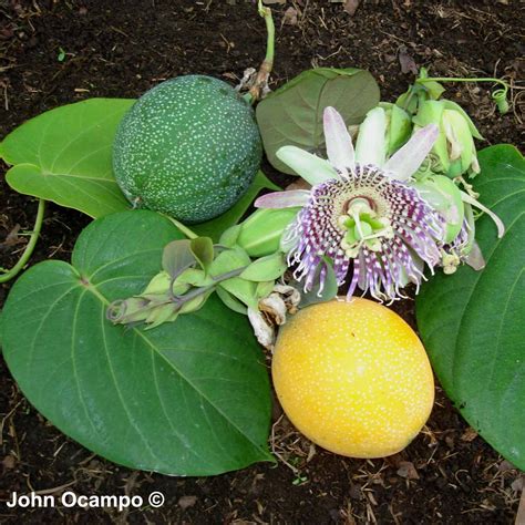 Sweet Granadilla Passiflora Ligularis West Coast Agroforestry