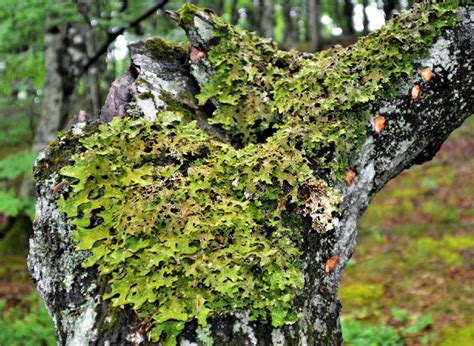Lichen Anatomy Lesson Rhamphotheca