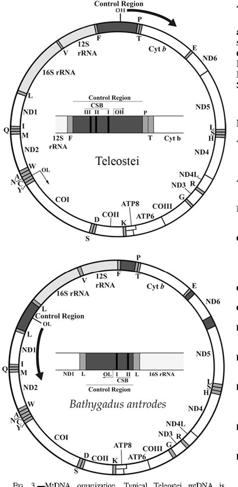 Figure 1 From Inverted Replication Of Vertebrate Mitochondria Semantic Scholar