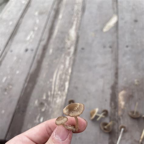 Can Someone Please Id These Rshroomid