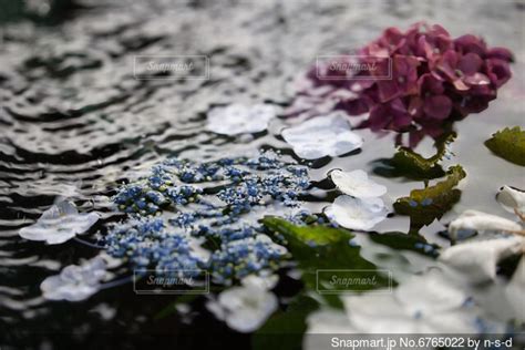 初夏六月の梅雨時に綺麗に咲くアジサイの写真・画像素材 Snapmart（スナップマート）