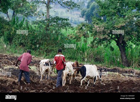 Descubre la rica historia detrás de la heráldica de Bungoma