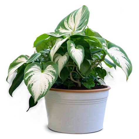 Download Pothos Plant Fertilizing Schedule Png 06272024
