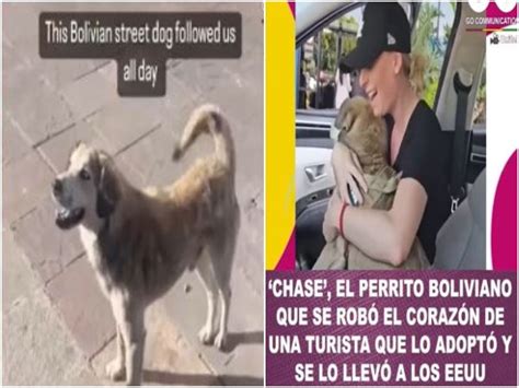 Una segunda oportunidad Chase el perrito que encontró su nueva