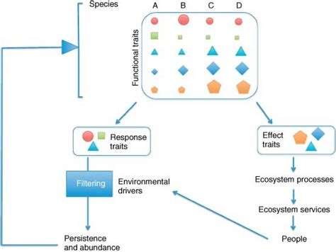 Overview Of Organismal Functional Traits Showing How Certain Traits