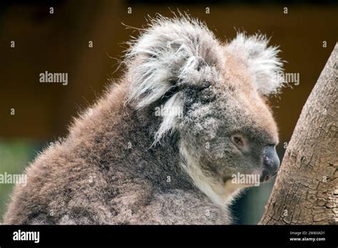 Koalas Have Large Round Head Big Furry Ears And Big Black Nose Their