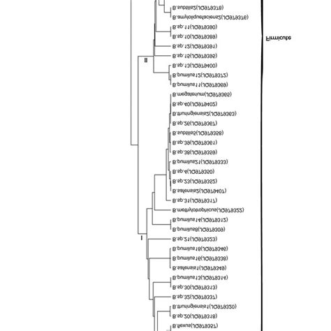 Antimicrobial Susceptibility Of Aerococcus Viridans Isolates Strain