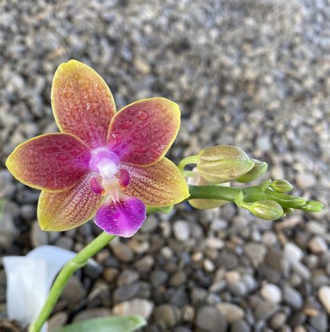 Phalaenopsis Miki Golden Sand '1363' parfumata – Floraria Secret Garden ...