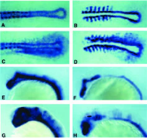 Induction Of Ptc1 Nk22 And Myod Expression In The Brain And In Early