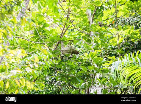The Brown Throated Three Toed Sloth Bradypus Variegatus In The Tree
