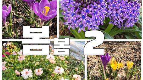 봄꽃이야기 2 크로커스 라넌큘러스아리아드네 핫핑크 자이언트쉬라 개나리자스민 Youtube