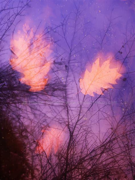 Gallery Hector Cordero